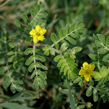 Τριβόλι - Τribulus Terrestris - Ιδιότητες - Παρενέργειες